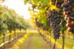12 Beautiful Vineyards and Wineries in Kentucky - Southern Trippers