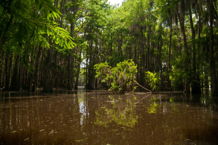 11 Best State Parks in Louisiana You Must Visit - Southern Trippers