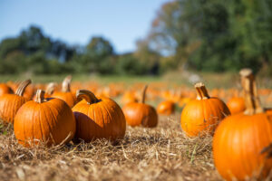 17 Best Pumpkin Patches In Georgia (+Corn Mazes And Hayrides ...