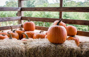 17 Best Pumpkin Patches In Georgia (+Corn Mazes And Hayrides ...