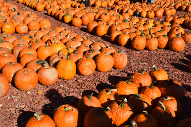 17 Best Pumpkin Patches In Georgia (+Corn Mazes And Hayrides ...