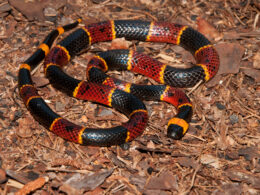 Snakes In Georgia: Non-Venomous Vs. Venomous Identification Guide ...