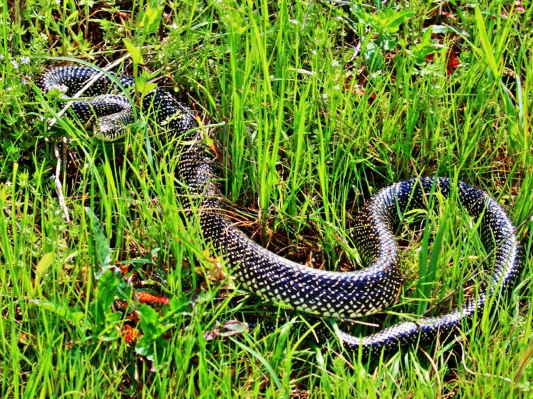 Non-Venomous Vs. Venomous Snakes In Texas: Identification Guide ...