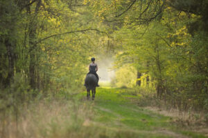 15 Best Places For Horseback Riding In Georgia - Southern Trippers