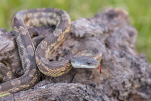 Non-Venomous Vs. Venomous Snakes In Texas: Identification Guide ...