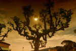 Texas Solar Eclipse 2024: Where To See, Path Of Totality, & More ...