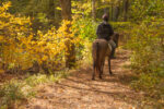 10 Best Places For Horseback Riding In Maryland - Southern Trippers
