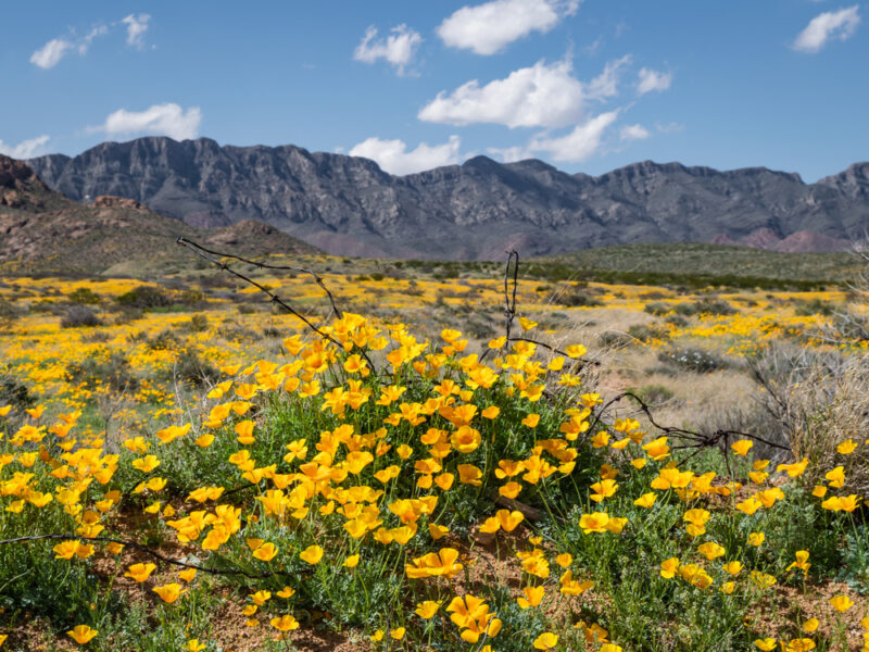 15 HONEST Pros And Cons to Living in Texas (Moving Tips!) - Southern ...