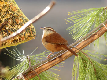 20 Common Birds in Georgia: Identification Guide - Southern Trippers