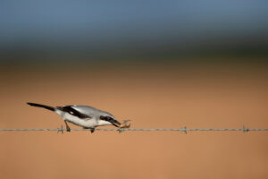 20 Common Birds in Georgia: Identification Guide - Southern Trippers