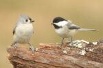 20 Common Birds in Georgia: Identification Guide - Southern Trippers