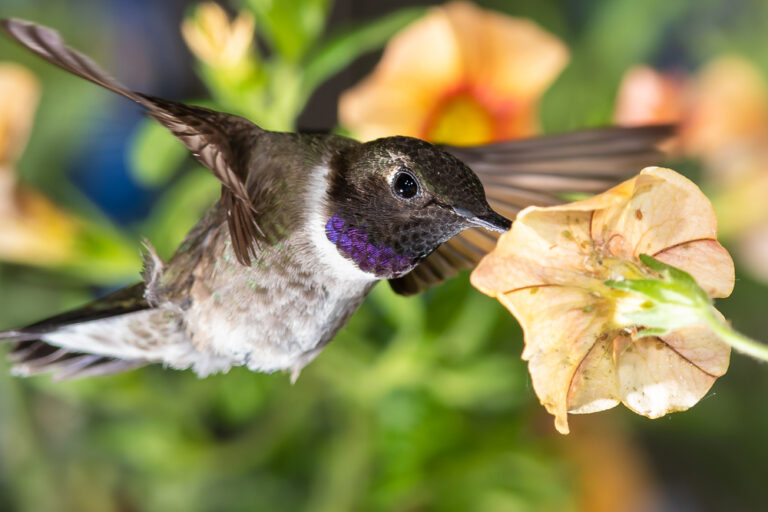 25 Common Birds in Texas: Identification Guide - Southern Trippers