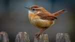 25 Common Birds in Texas: Identification Guide - Southern Trippers