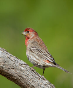 25 Common Birds in Texas: Identification Guide - Southern Trippers
