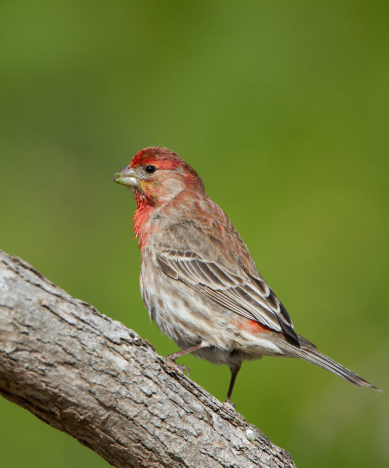 25 Common Birds in Texas: Identification Guide - Southern Trippers