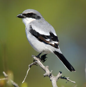 25 Common Birds in Texas: Identification Guide - Southern Trippers