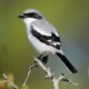 25 Common Birds in Texas: Identification Guide - Southern Trippers
