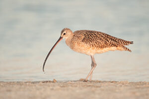 25 Common Birds in Texas: Identification Guide - Southern Trippers