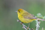 25 Common Birds in Texas: Identification Guide - Southern Trippers