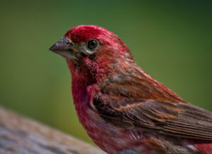25 Common Birds in Virginia: Identification Guide - Southern Trippers