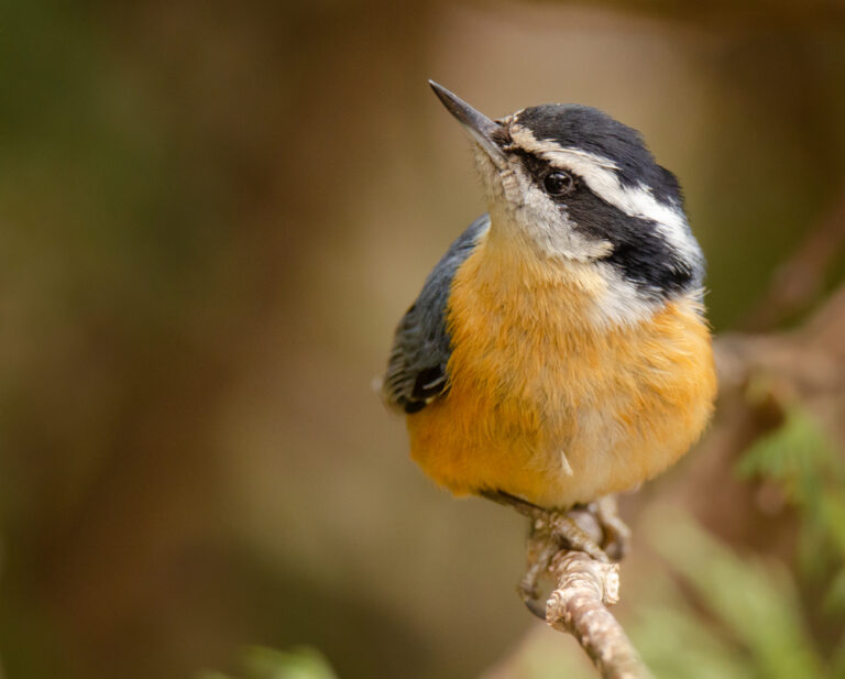 25 Common Birds in Virginia: Identification Guide - Southern Trippers