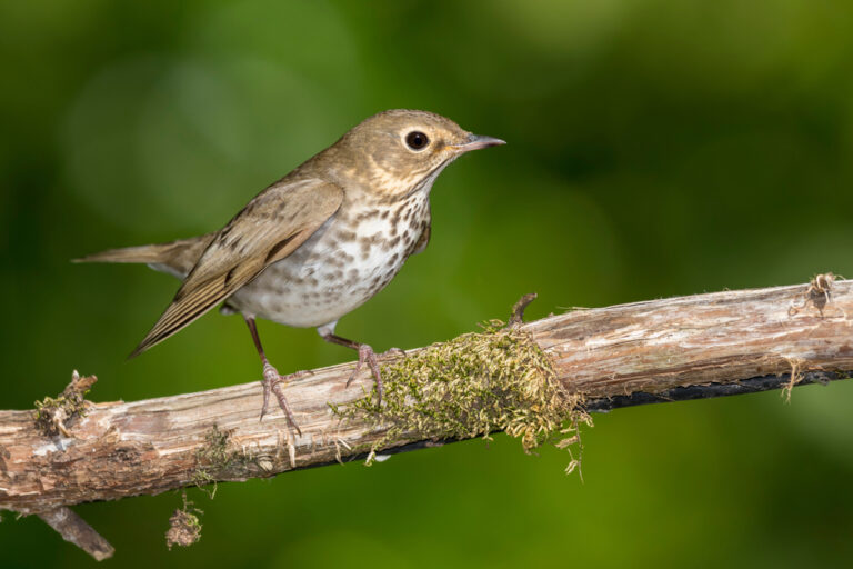 25 Common Birds in Virginia: Identification Guide - Southern Trippers