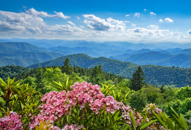 Spring In North Carolina: 10 Things To Do In March, April, And May ...