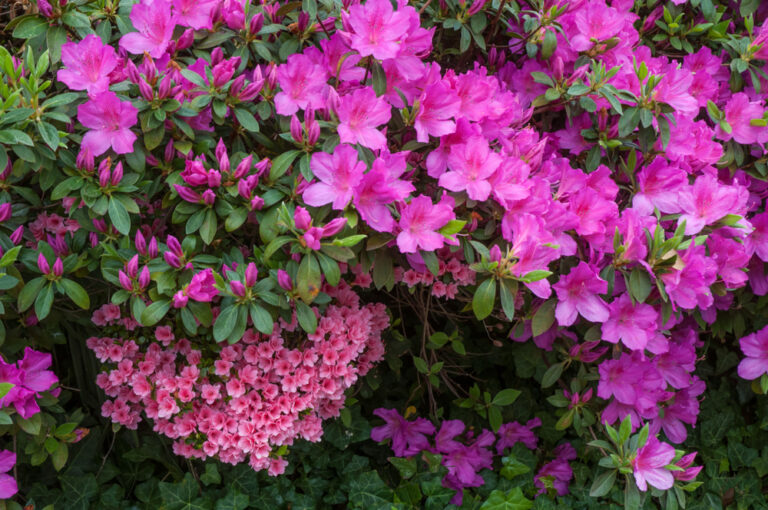 Spring In North Carolina: 10 Things To Do In March, April, And May ...